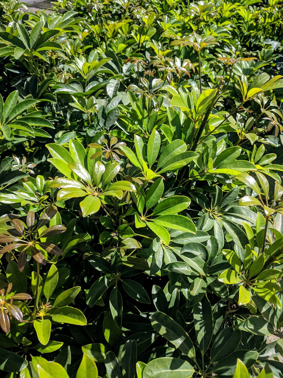 Schefflera Arboricola 'dwarf Umbrella' Plant Seeds - Etsy