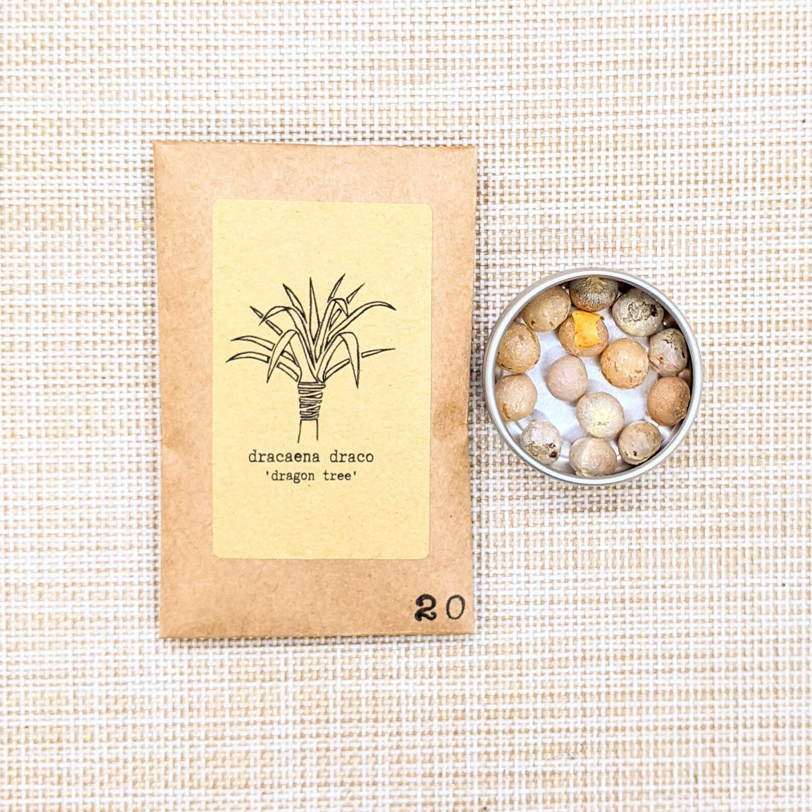 Dracaena Draco 'Dragon Tree' Seeds Exotic Tropical | Etsy