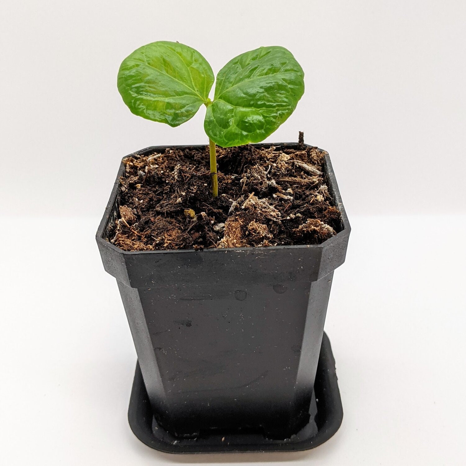 Coffea Arabica 'coffee Plant' Seeds (tropical Indoor Plants, Houseplant ...