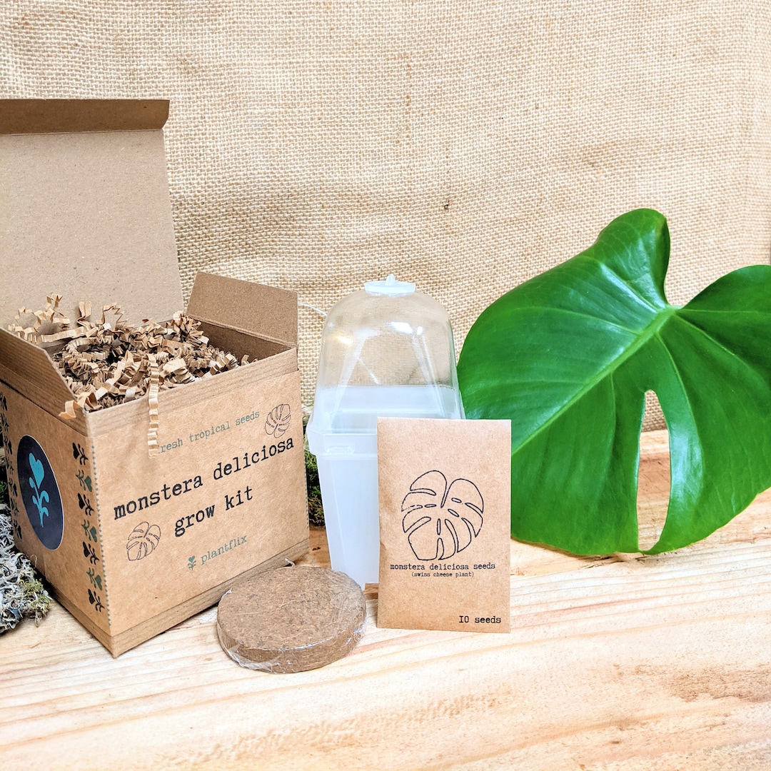 Grow a Monstera Seed Kit monstera Deliciosa 'swiss Cheese Plant' Seed ...