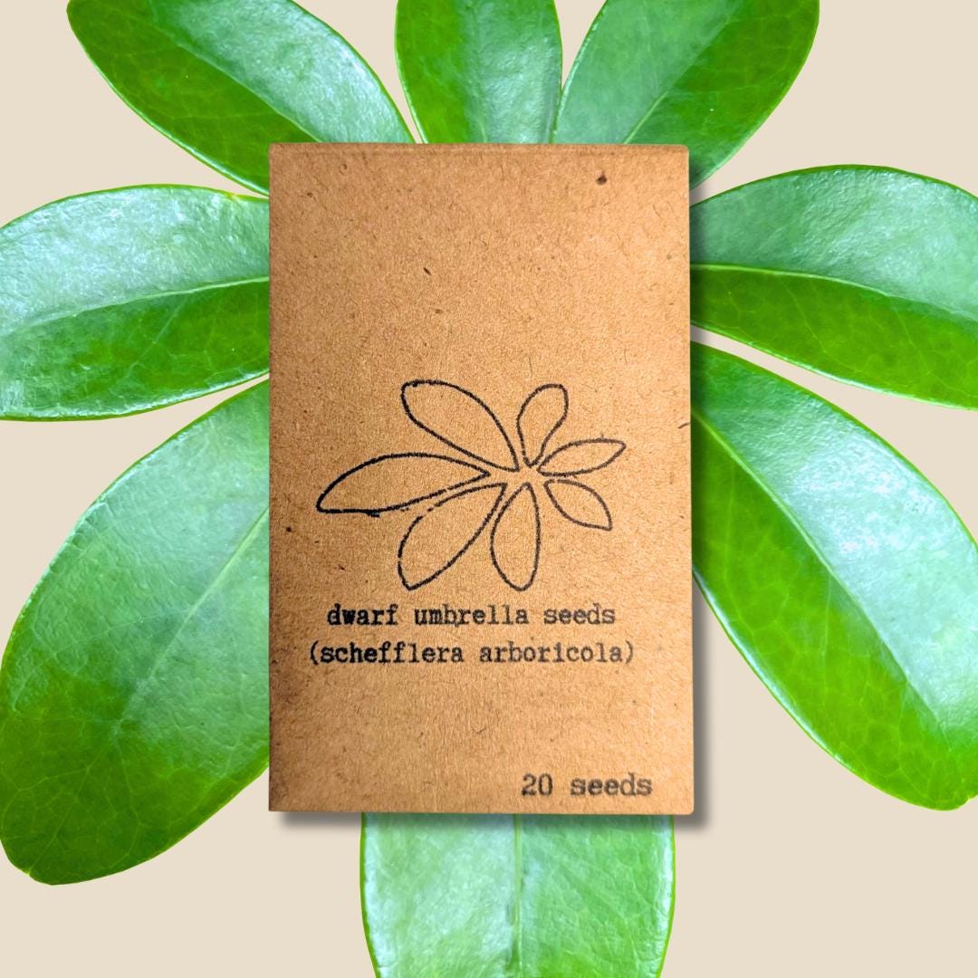 Schefflera Arboricola 'dwarf Umbrella' Plant Seeds (exotic Tropical ...