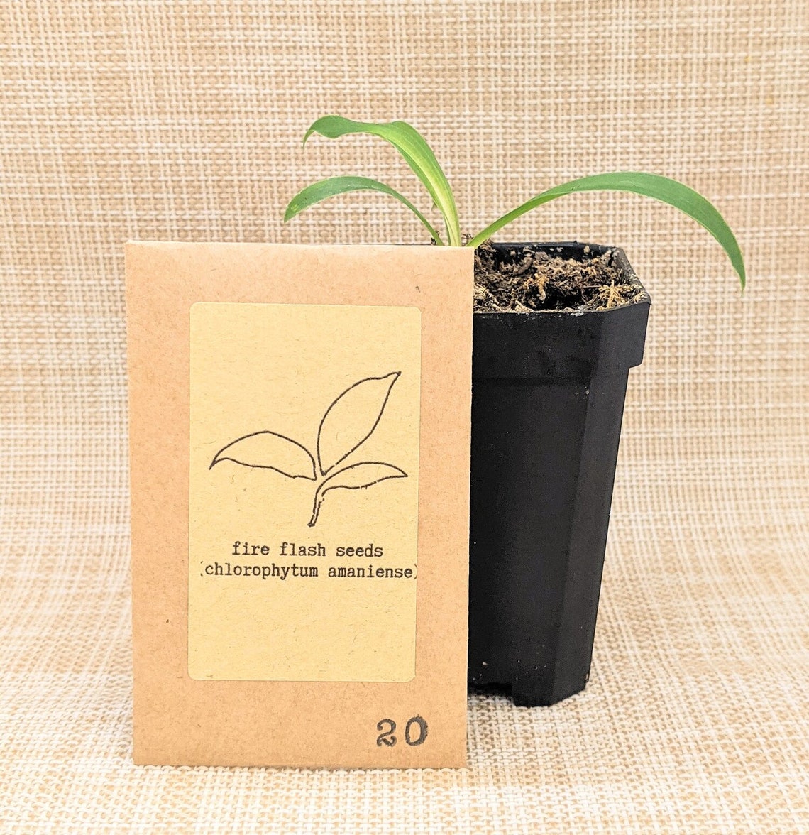 Chlorophytum Amaniense 'fire Flash' Plant Seeds(exotic Tropical Foliage ...