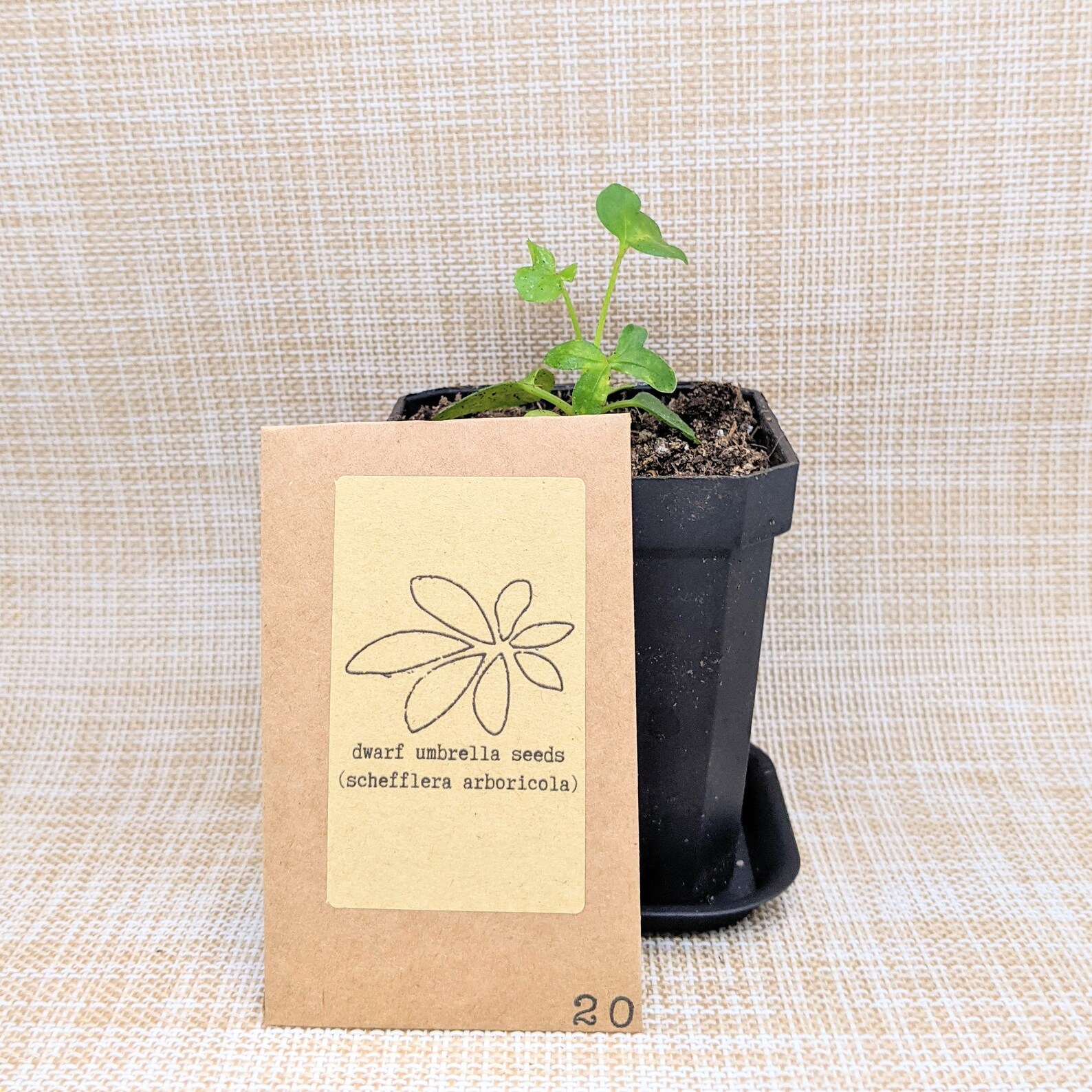 Schefflera Arboricola 'dwarf Umbrella' Plant Seeds - Etsy