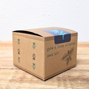 Grow a Ficus Altissima Seed Kit - Etsy