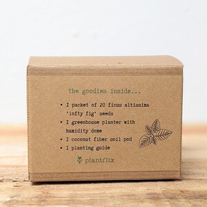 Grow a Ficus Altissima Seed Kit - Etsy