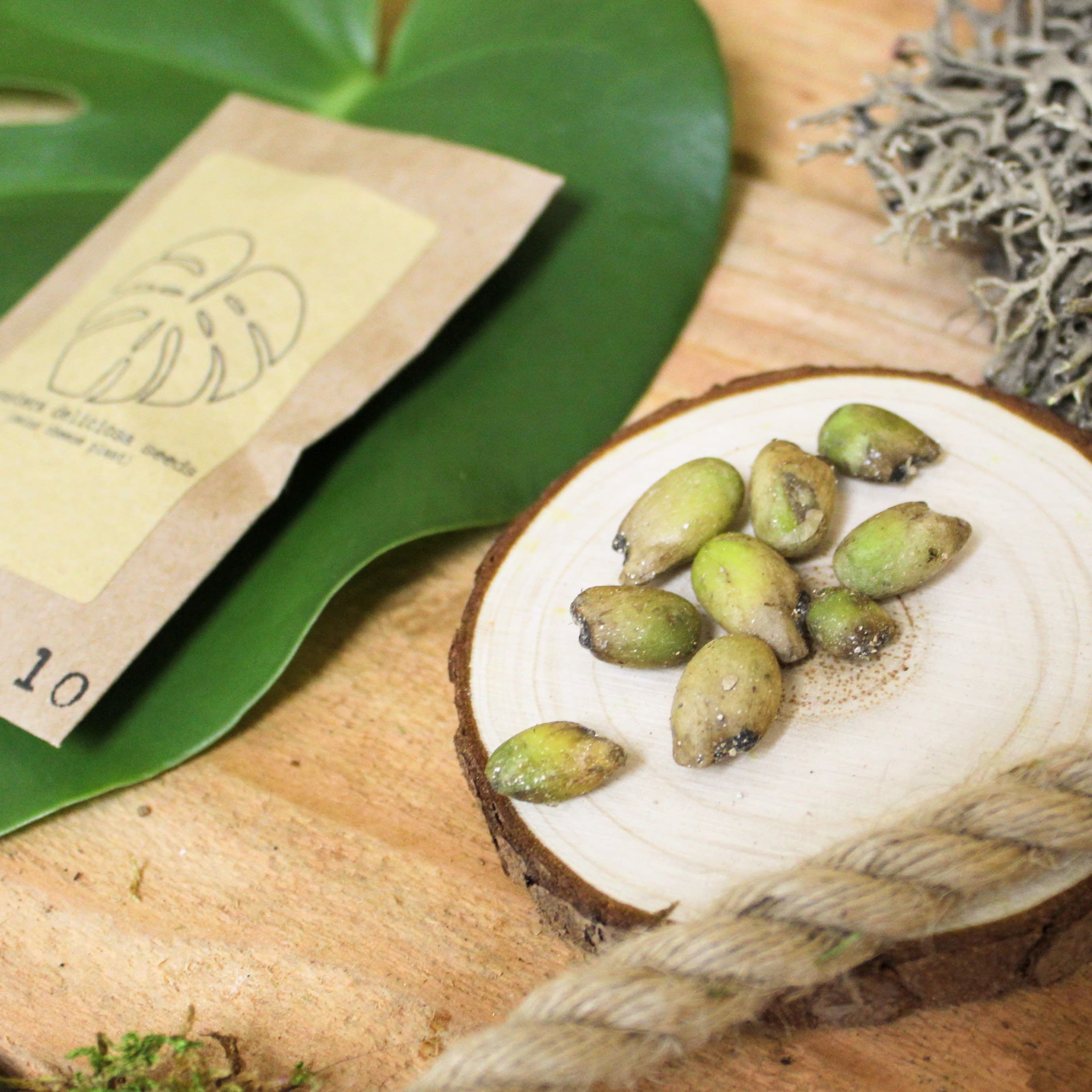 Monstera Deliciosa Swiss Cheese Plant Seeds Monstera Deliciosa