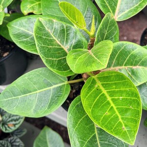 Grow a Ficus Altissima Seed Kit - Etsy