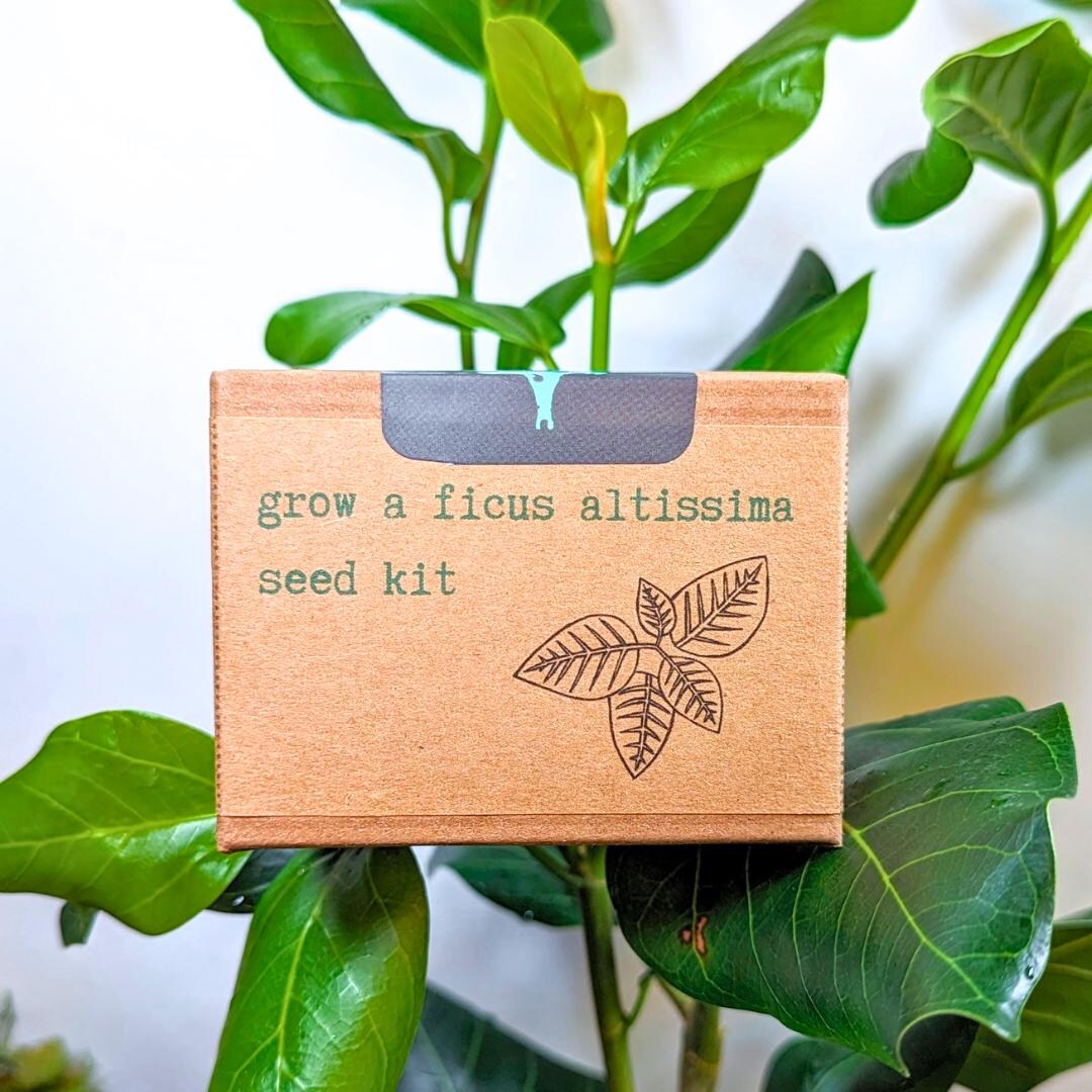 Grow a Ficus Altissima Seed Kit - Etsy