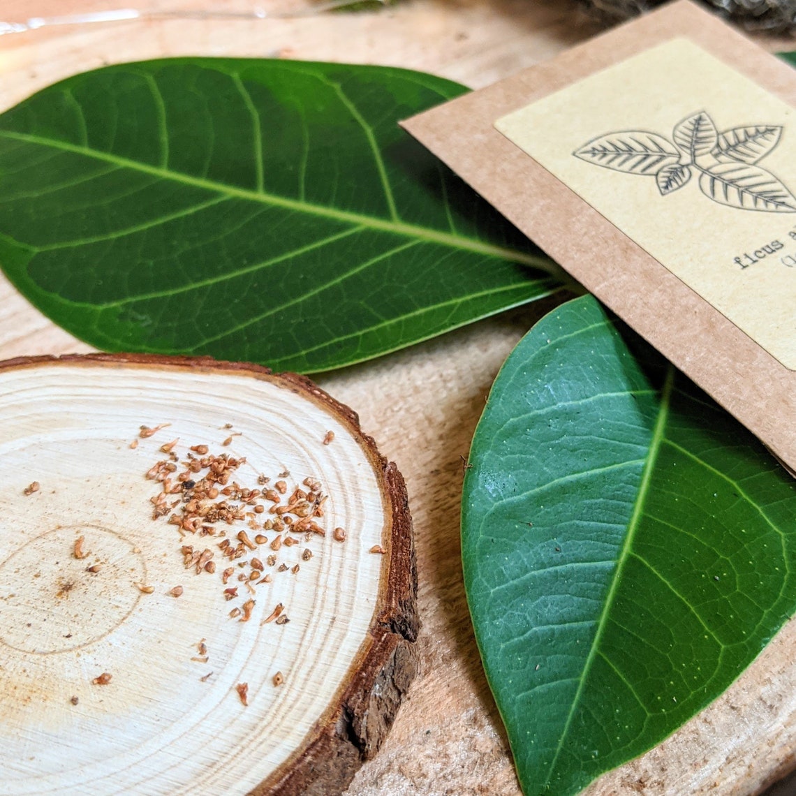 Ficus Altissima lofty Fig or 'council Tree' Seeds - Etsy Canada