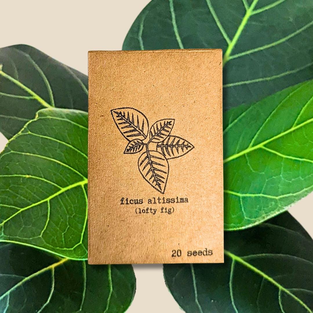 Ficus Altissima ‘lofty Fig’ or 'council Tree' Seeds (exotic Tropical ...