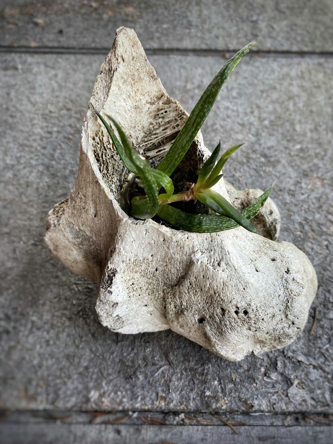 Gothic Bone Planter | Real Bone Succulent Pot | Ethically Sourced Bone ...