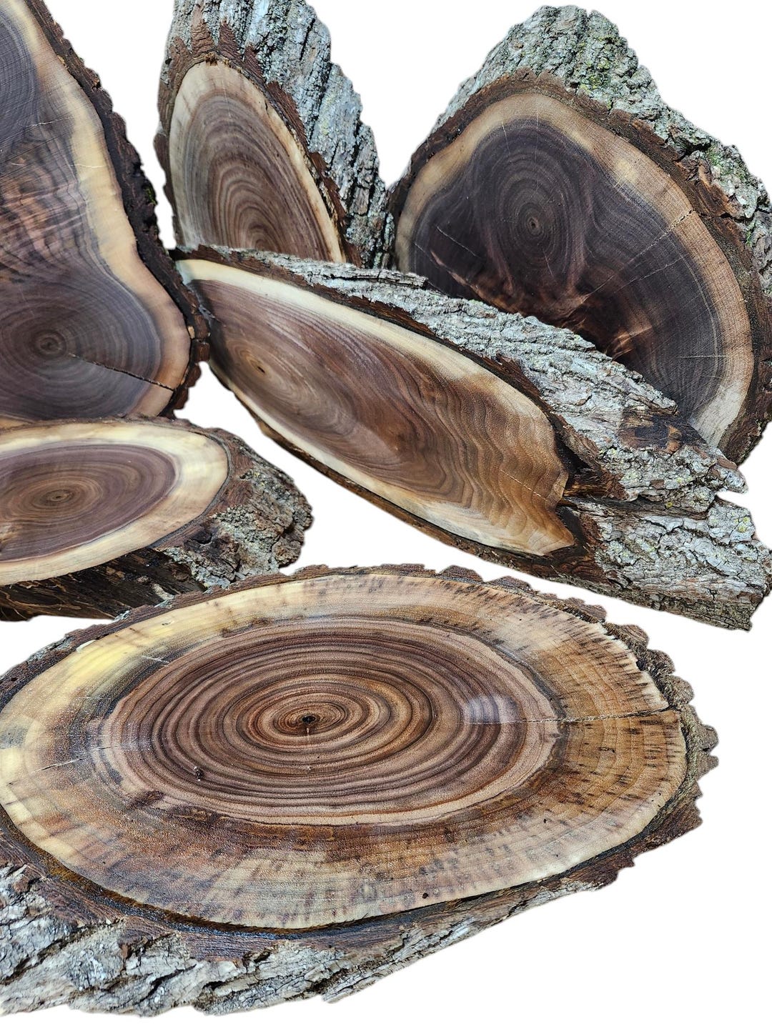 Black Walnut Live Edge Cookie and Oval Slabs- Kiln Dried - Surfaced or ...