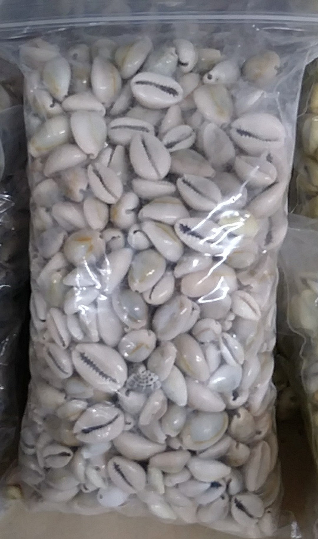 1lb Bag of Cowries Shells/caracol - Etsy