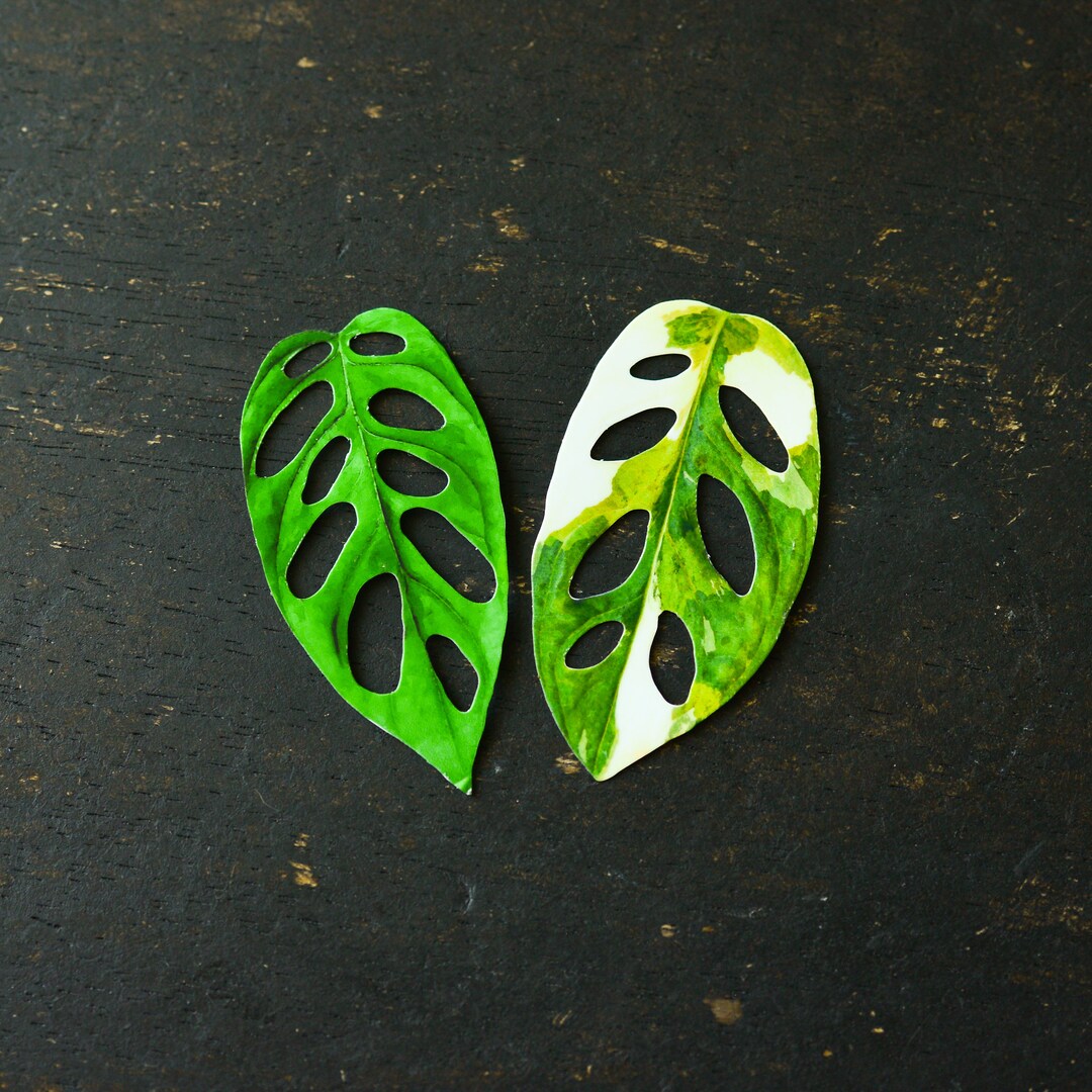 Monstera Adansonii Vinyl Sticker: Variegated Plant Decal - Etsy