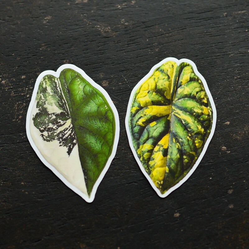 Alocasia Vinyl Stickers - Etsy