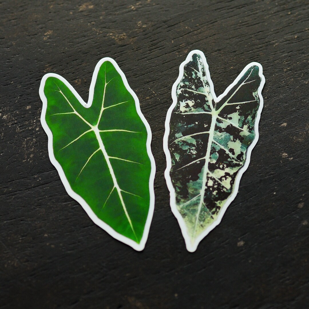 Alocasia Frydek Sticker: Variegated Plant Vinyl Decal - Etsy