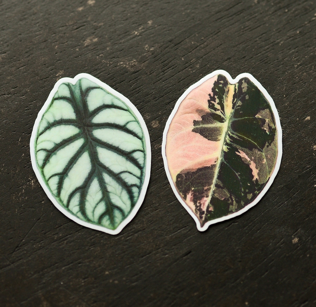 Alocasia Sticker | Silver Dragon | Variegated Pink Black Velvet | Plant ...