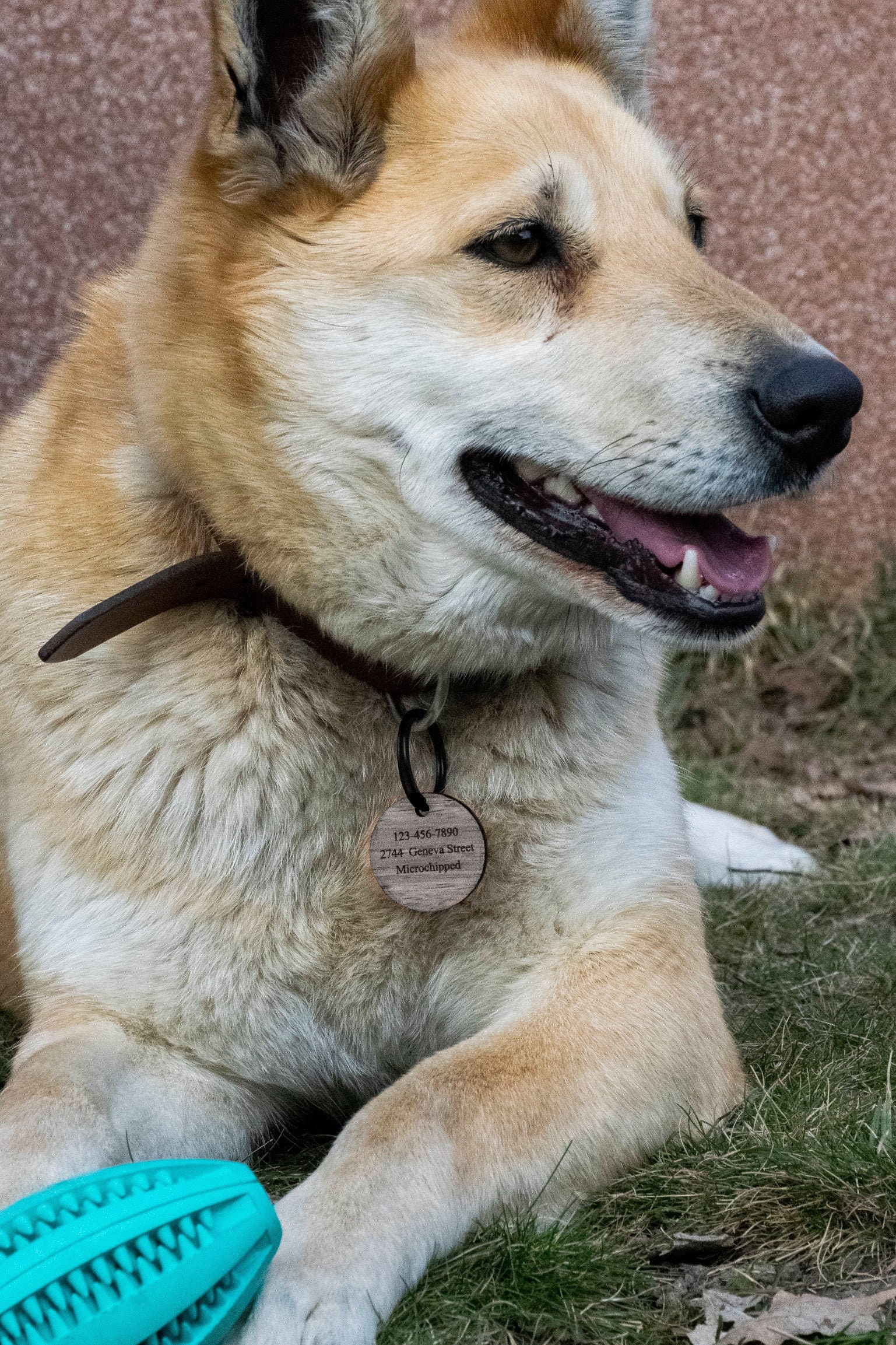 Personalized Dog Tag Name Dog Tag for Dogs Dog Name Tag Pet - Etsy