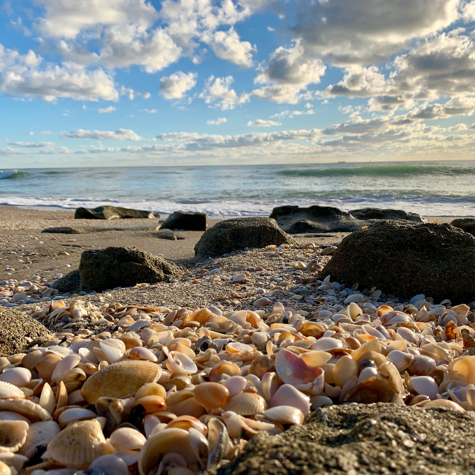 Flamingo Tropical Oyster Shell Flamingo Shell Ornament - Etsy