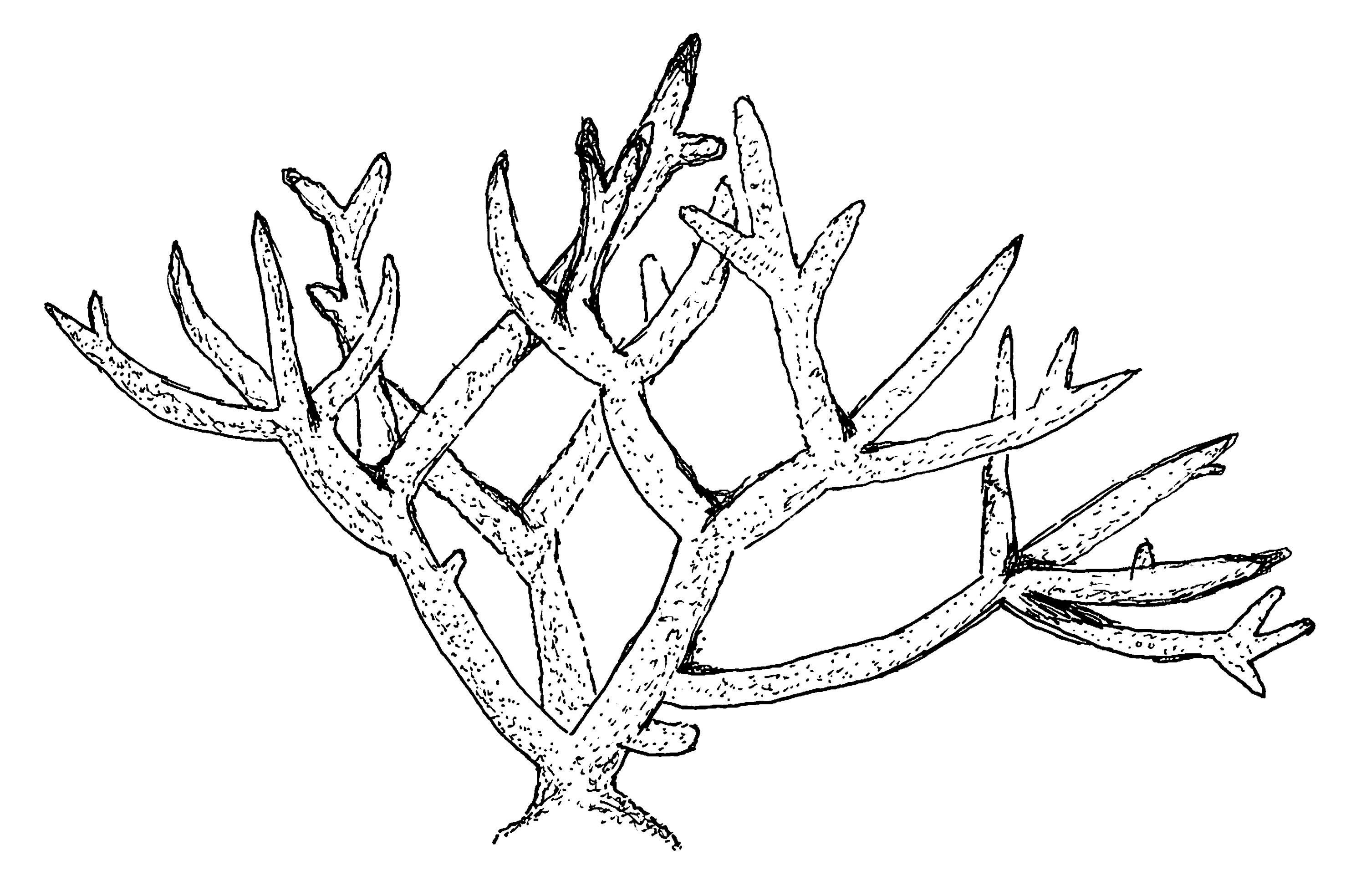 Adult and larval staghorn coral digital print bundle | Etsy