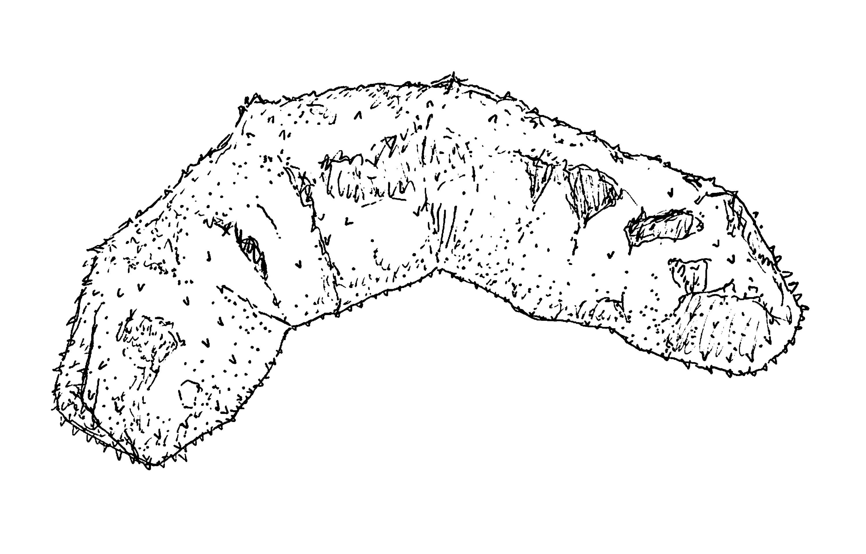 Sea Cucumber Coloring Pages