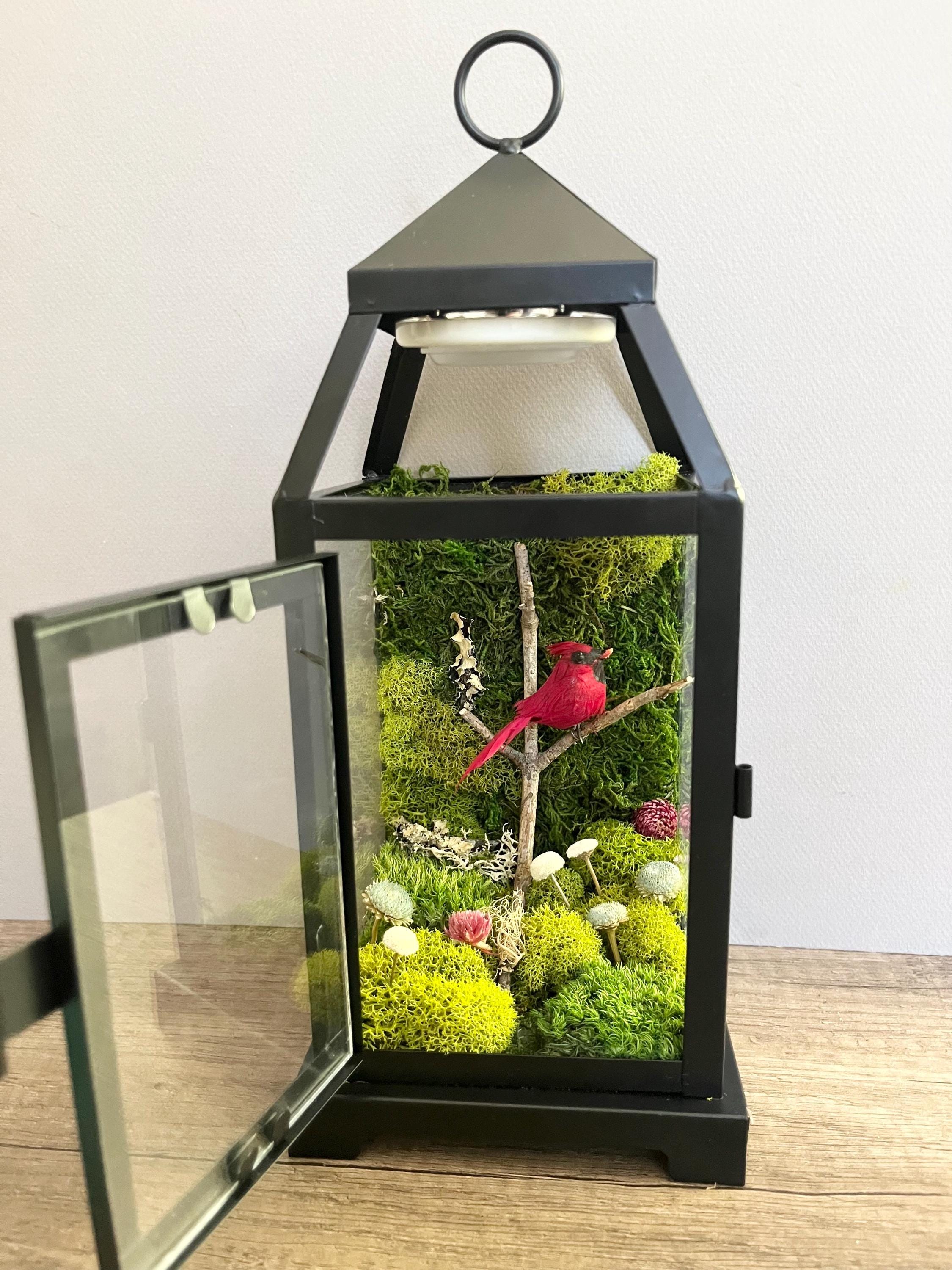 Preserved Moss Terrarium, LED Lighted Rustic Modern Metal Lantern ...