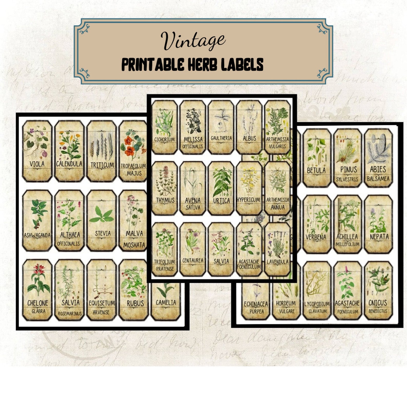 Herbal Labels to Print - Etsy