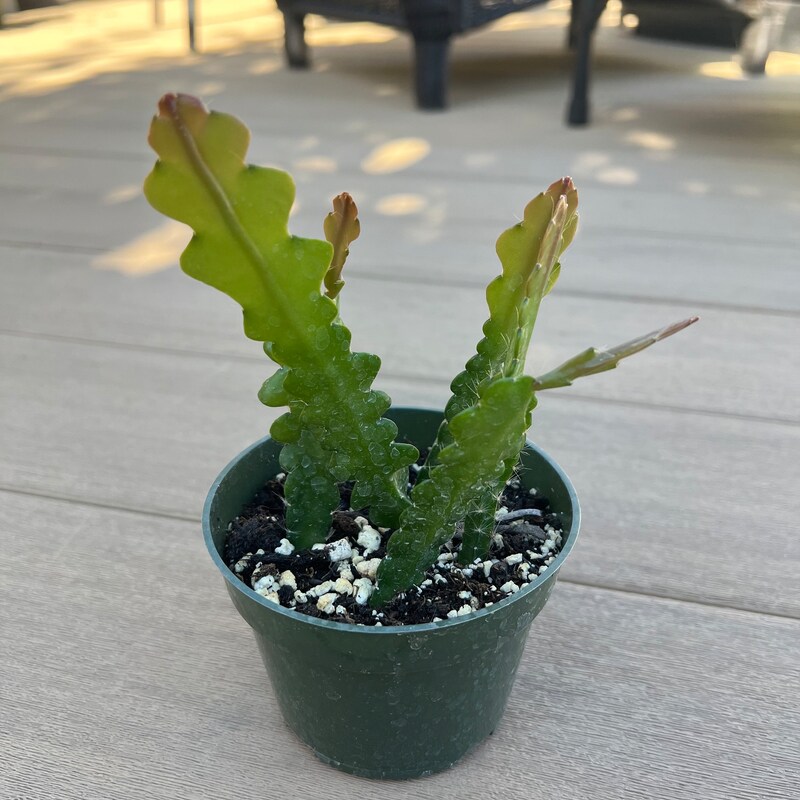 Ric Rac Cactus - Etsy