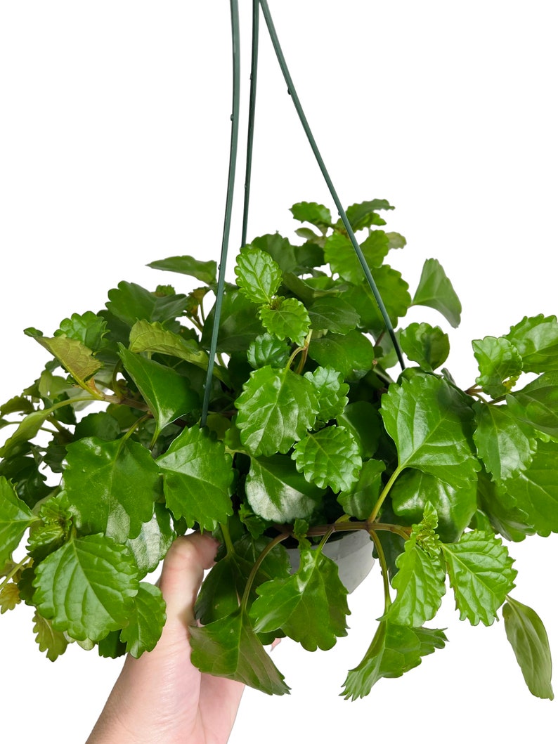 Creeping Charlie Live Plant Garden House Plants 6 - Etsy