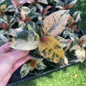 Ficus Shivereana Moonshine, Rubber Tree 4” - Etsy