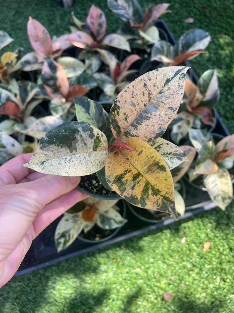 Ficus Shivereana Moonshine, Rubber Tree 4” - Etsy