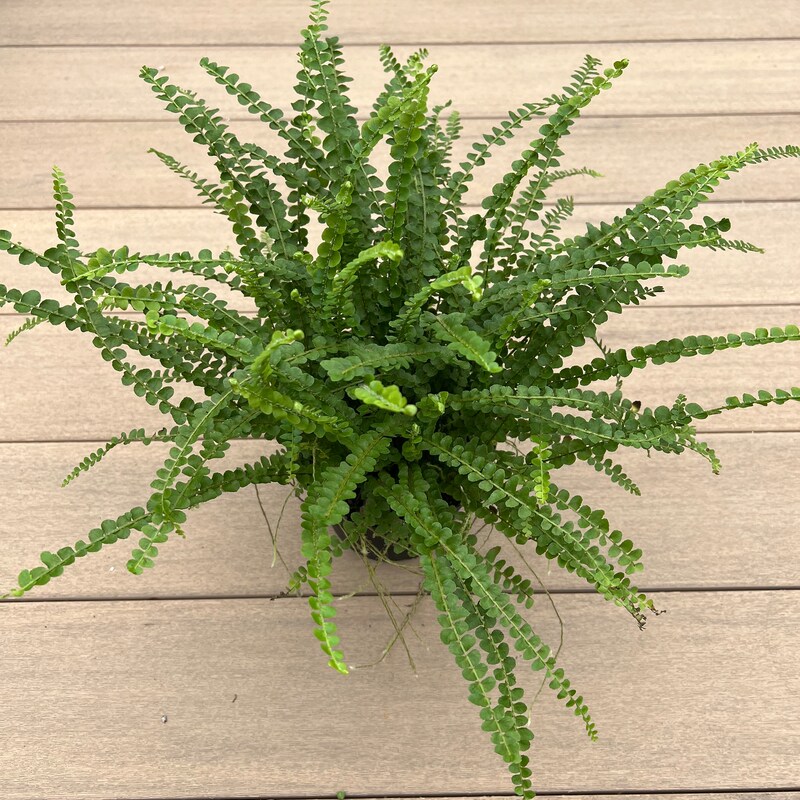 Button Fern - Etsy