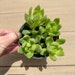 Sedum Golden Glow, Succulent, 4 - Etsy