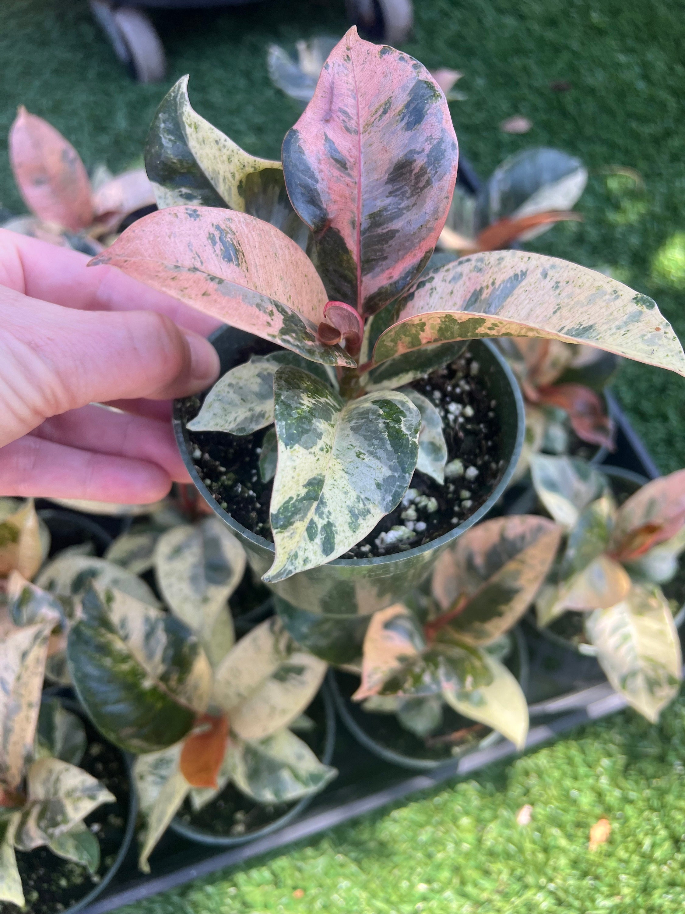 Ficus Shivereana Moonshine, Rubber Tree 4” - Etsy