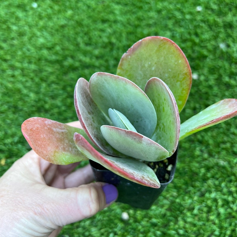 Flapjack Succulent - Etsy