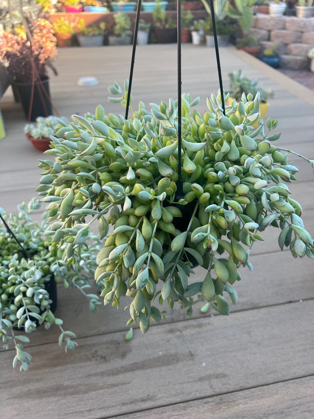 Cotyledon Pendens Succulent Comes in a 6” Nursey Pot. - Etsy