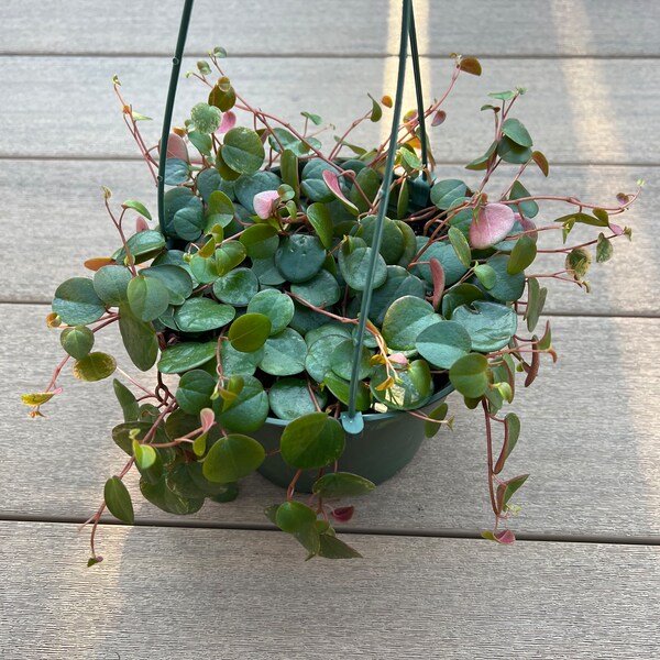 Peperomia Ruby Cascade - Etsy