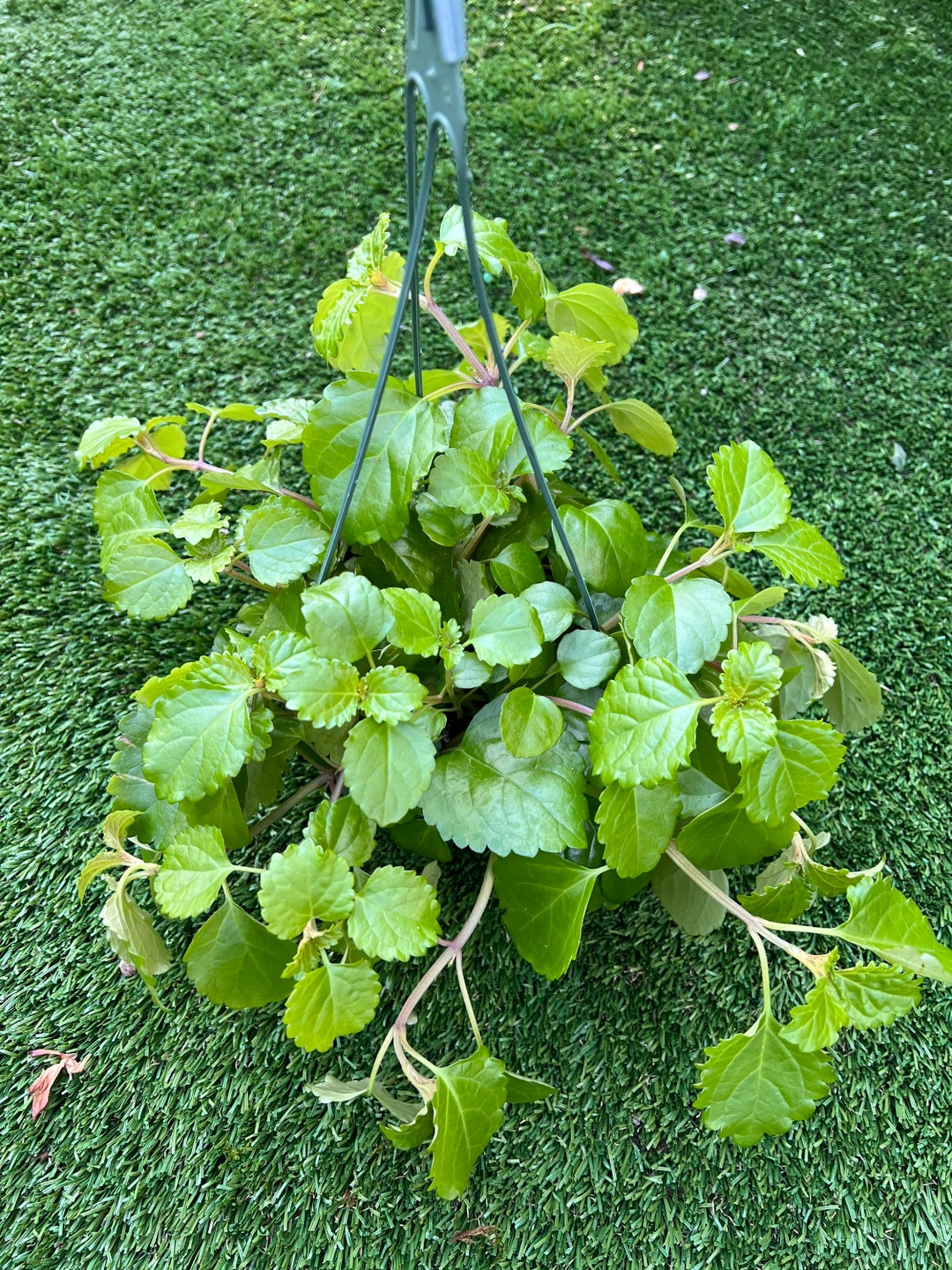 Creeping Charlie, Live Plant, Garden, House Plants 6 - Etsy