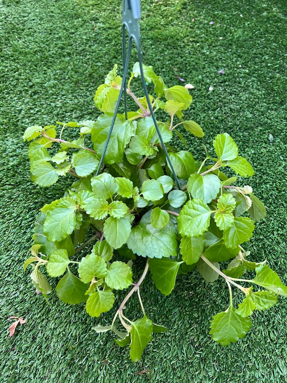 Creeping Charlie Plant