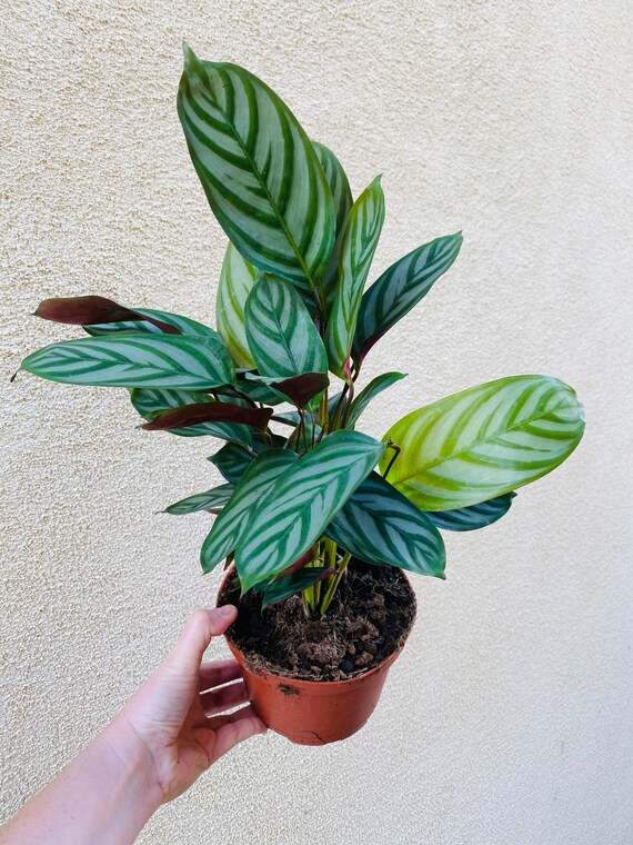 Calathea Setosa Compact Star
