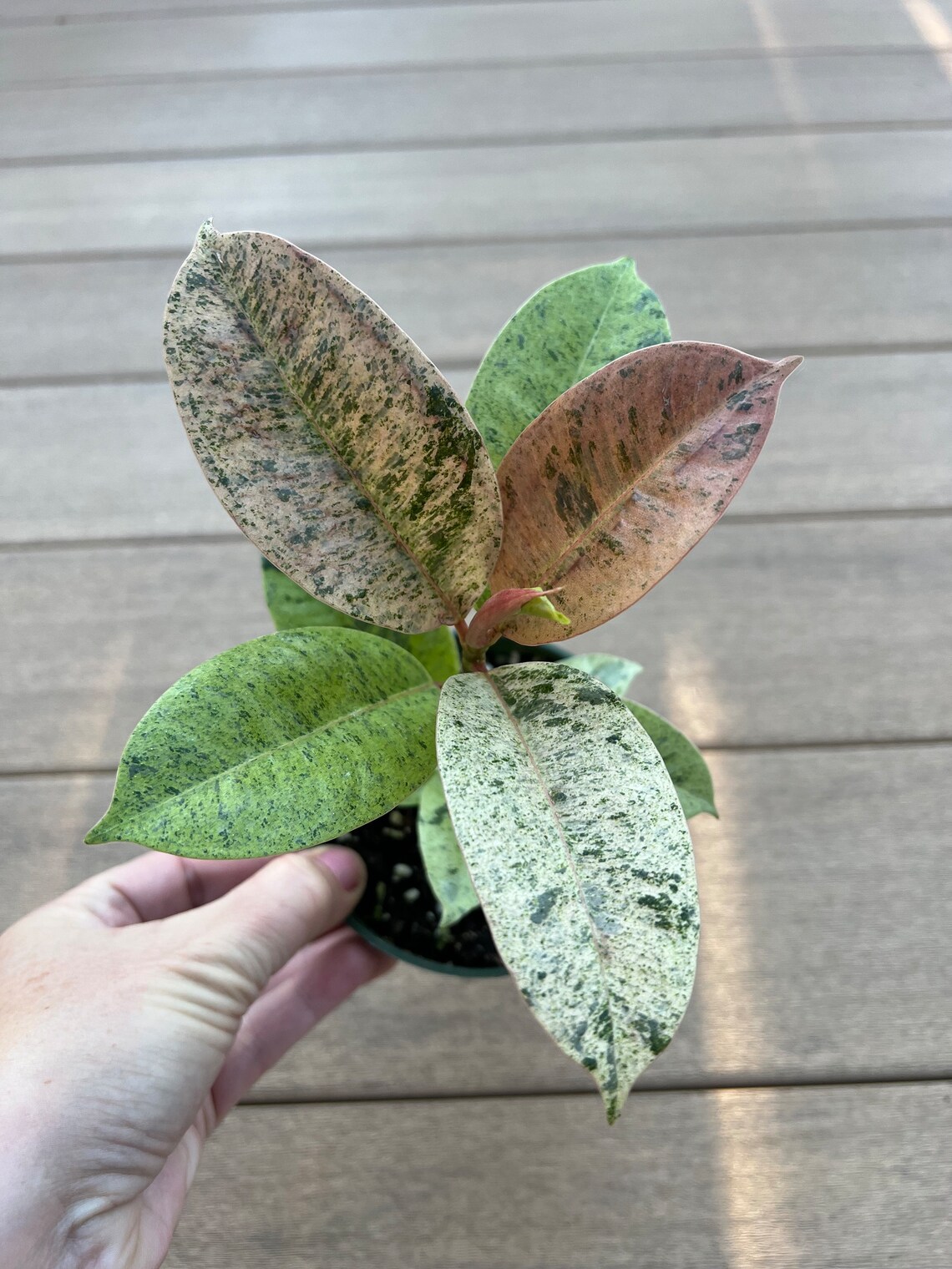 Ficus Shivereana Moonshine, Rubber Tree 4” - Etsy