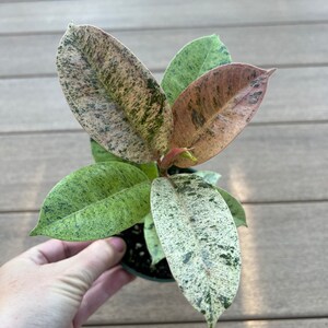 Ficus Shivereana Moonshine, Rubber Tree 4” - Etsy