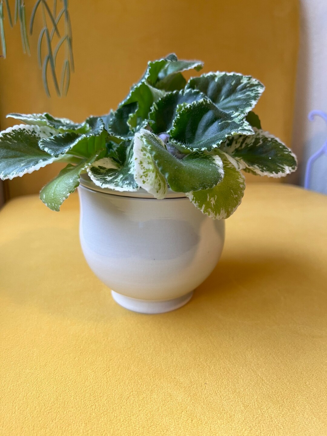 Ceramic Self Watering Planter, Great for African Violets & Begonias, 4 ...