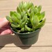 Sedum Golden Glow, Succulent, 4 - Etsy