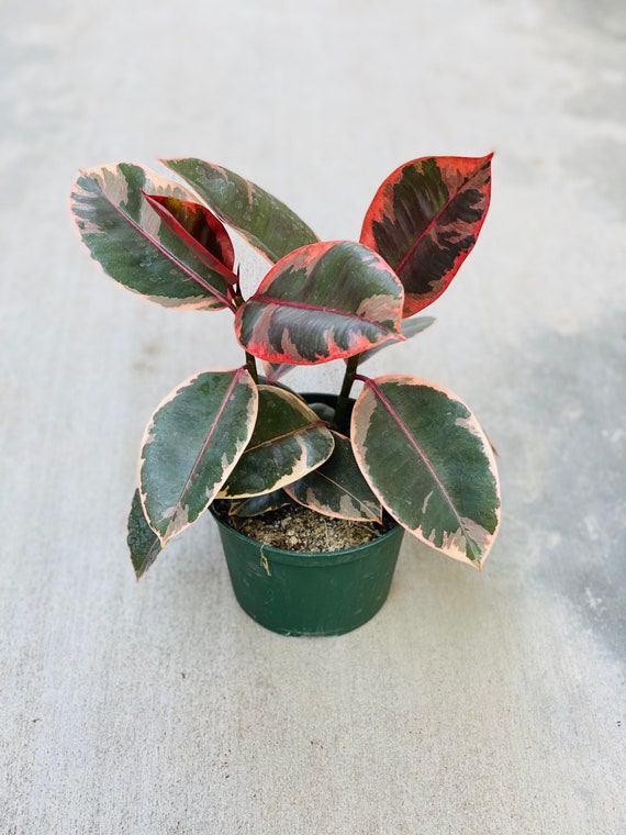 Ruby Ficus Elastica 6in | Etsy