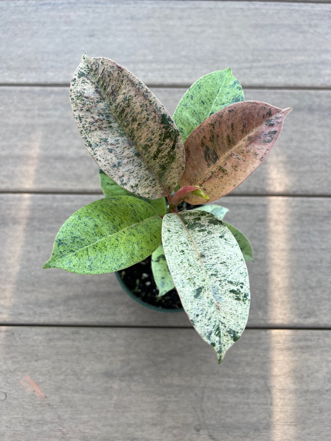 Ficus Shivereana Moonshine, Rubber Tree 4 - Etsy