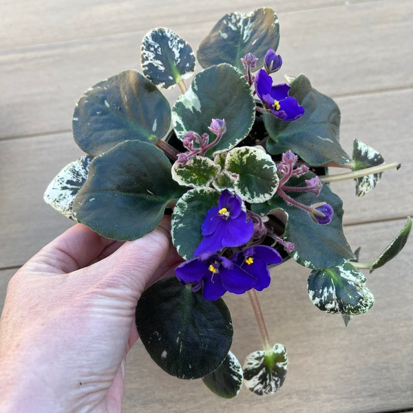 Rare Variegated African Violet - Etsy