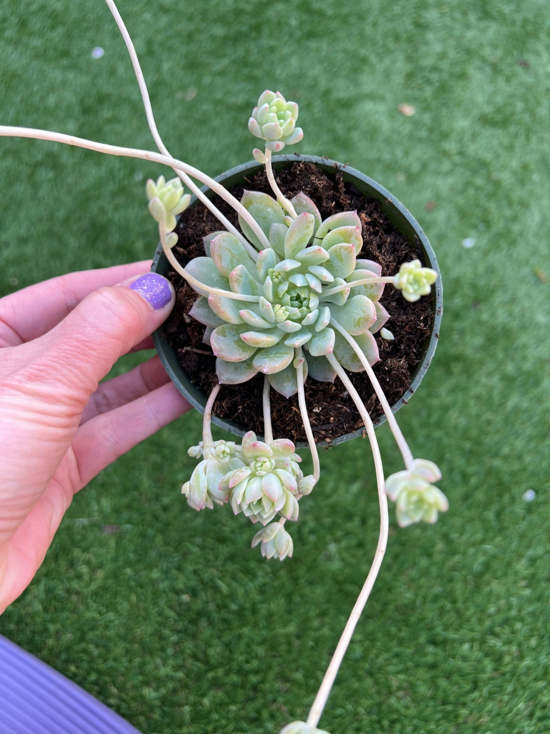 Echeveria Prolifica, 4” - Etsy