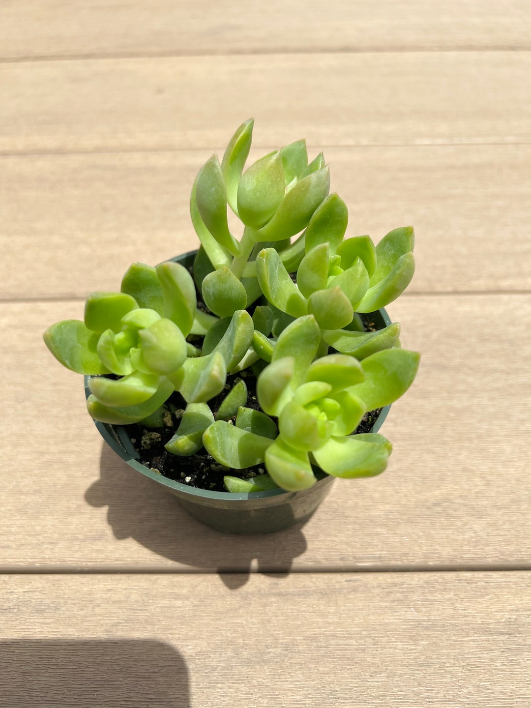 Sedum Golden Glow, Succulent, 4 - Etsy
