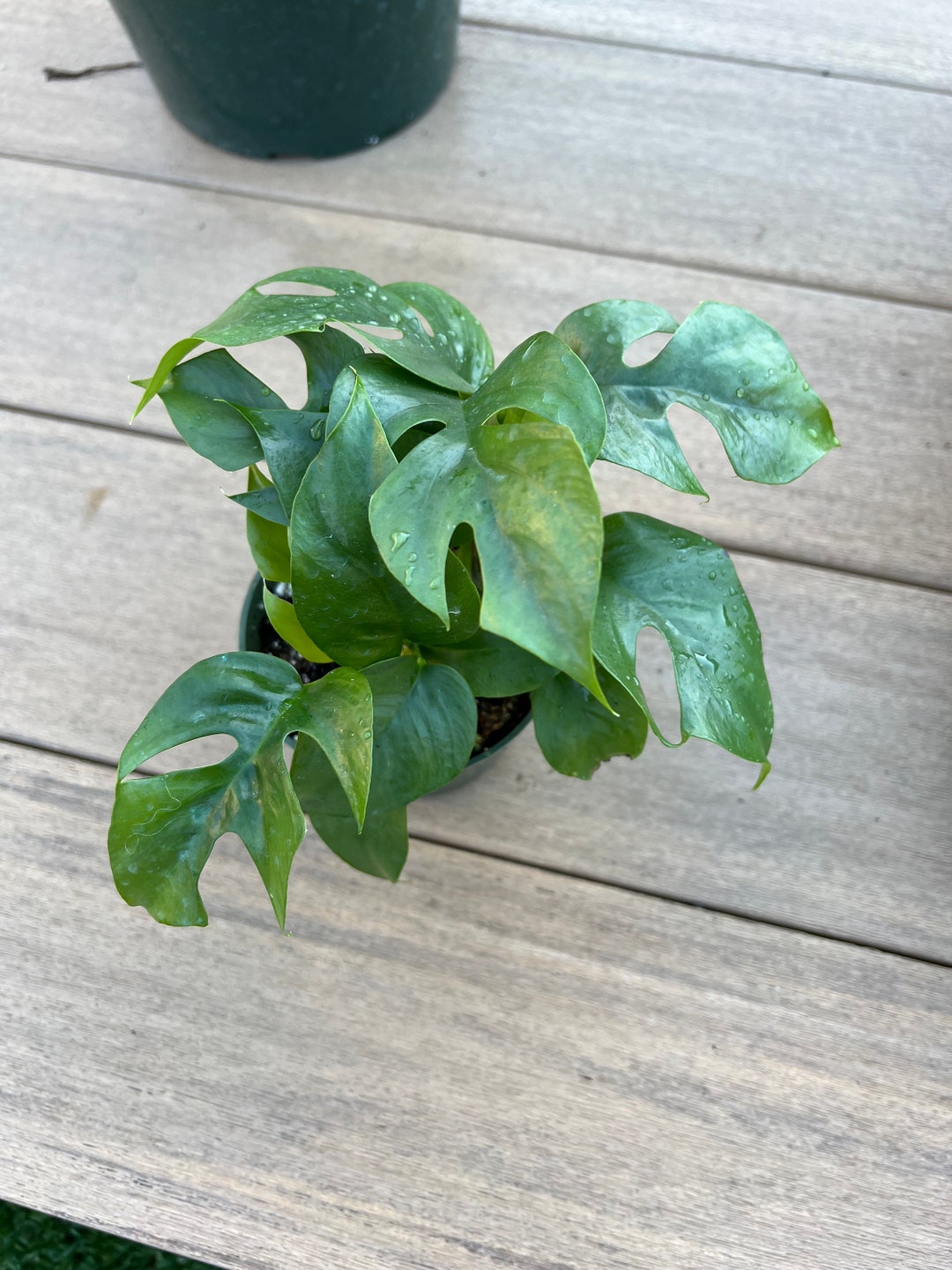 Rhaphidophora Tetrasperma 4”, Aka Mini Monstera, Houseplant - Etsy